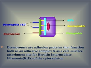 autoimmune skin disease pemphigus and pemphigoid | PPT