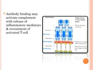 autoimmune skin disease pemphigus and pemphigoid | PPT