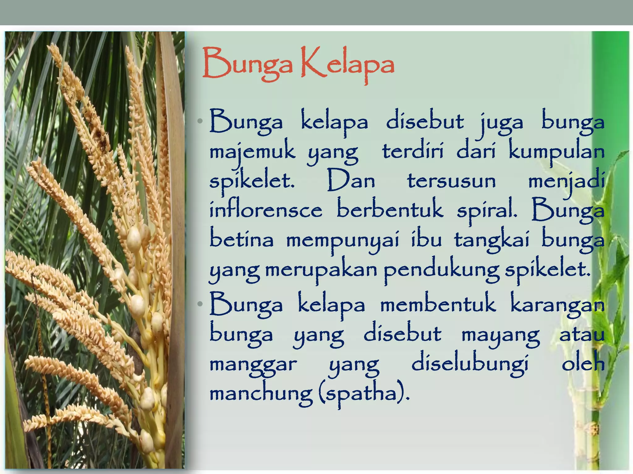 Pemuliaan tanaman biologi bunga &teknik persilangan buatan pada tanaman ...