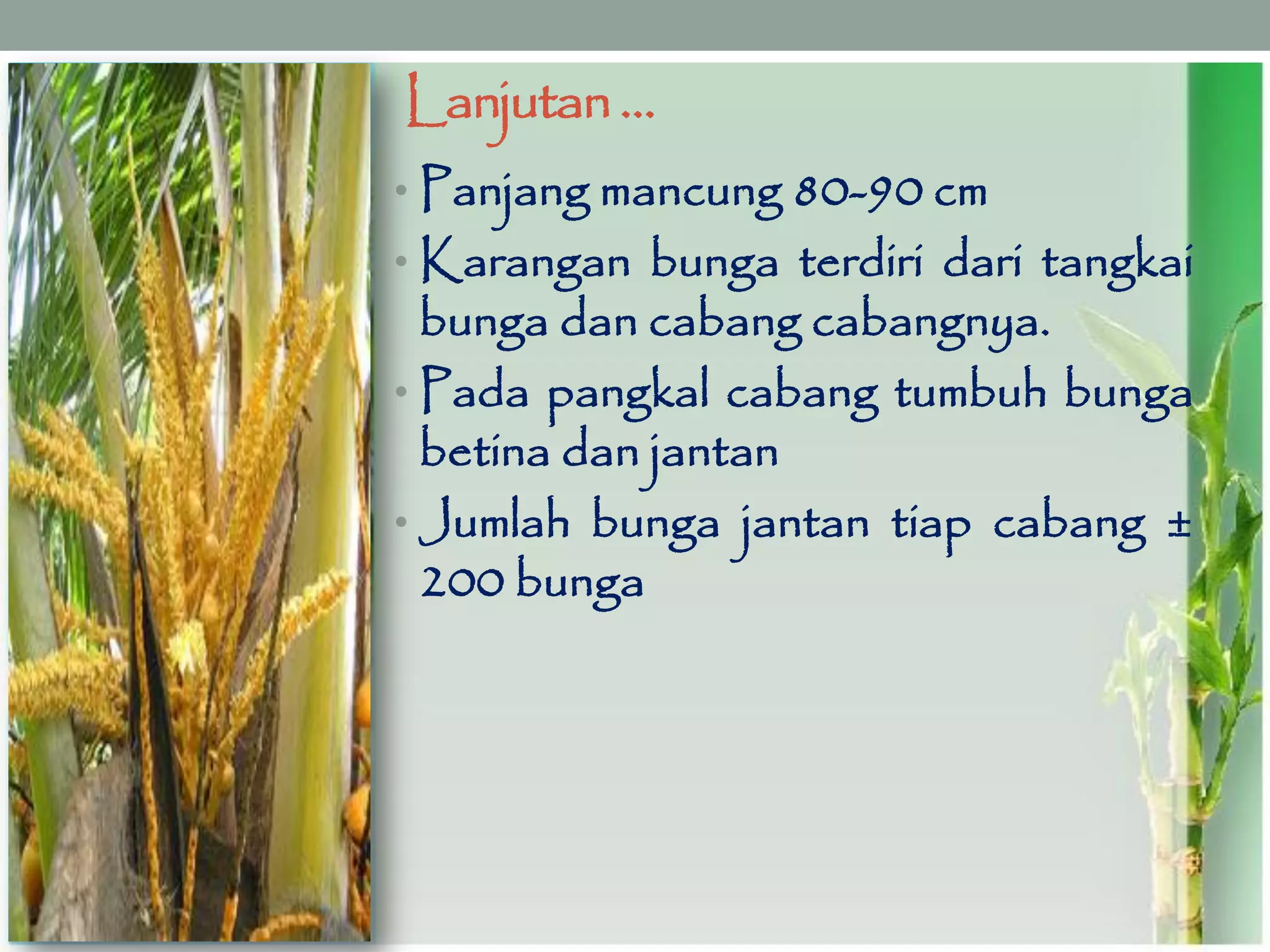 Pemuliaan tanaman biologi bunga &teknik persilangan buatan pada tanaman ...