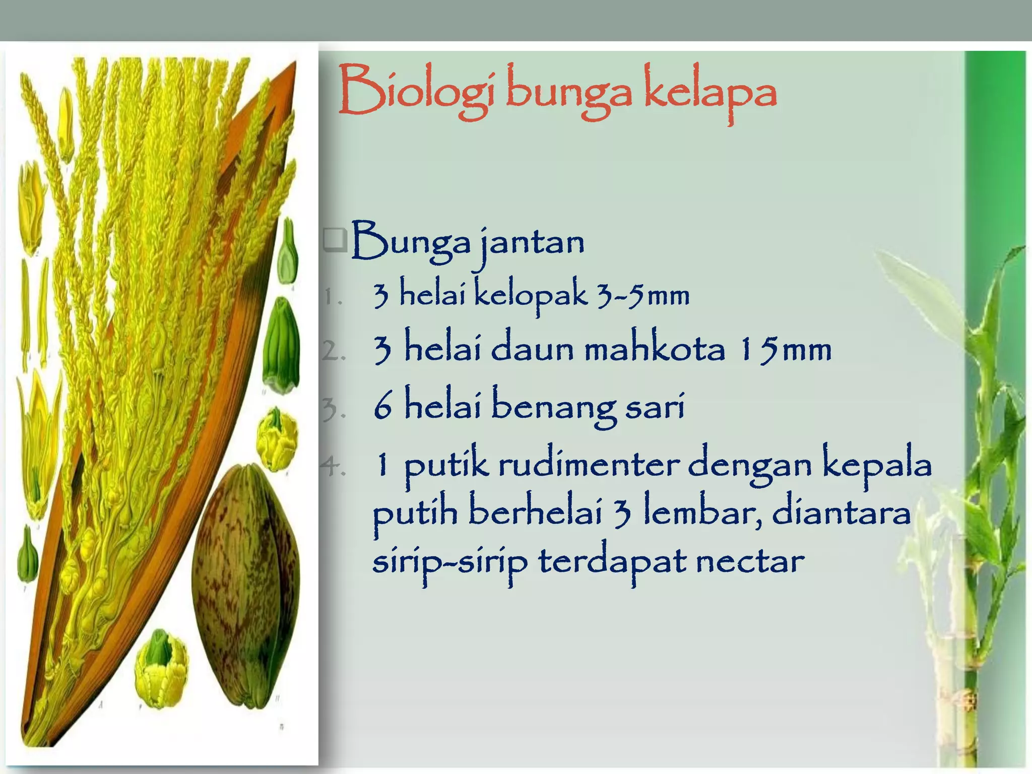 Pemuliaan tanaman biologi bunga &teknik persilangan buatan pada tanaman ...