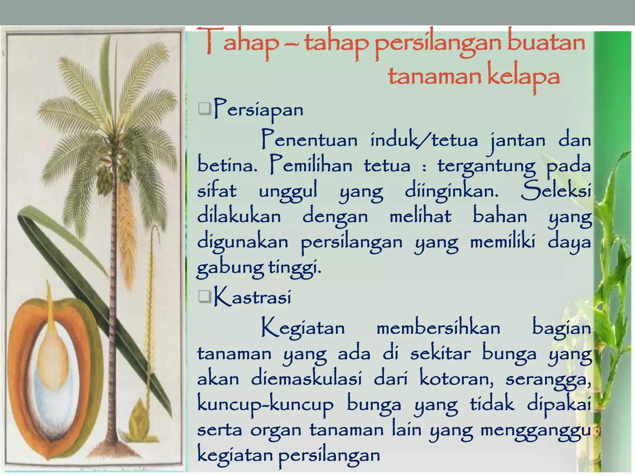 Pemuliaan tanaman biologi bunga &teknik persilangan buatan pada tanaman ...
