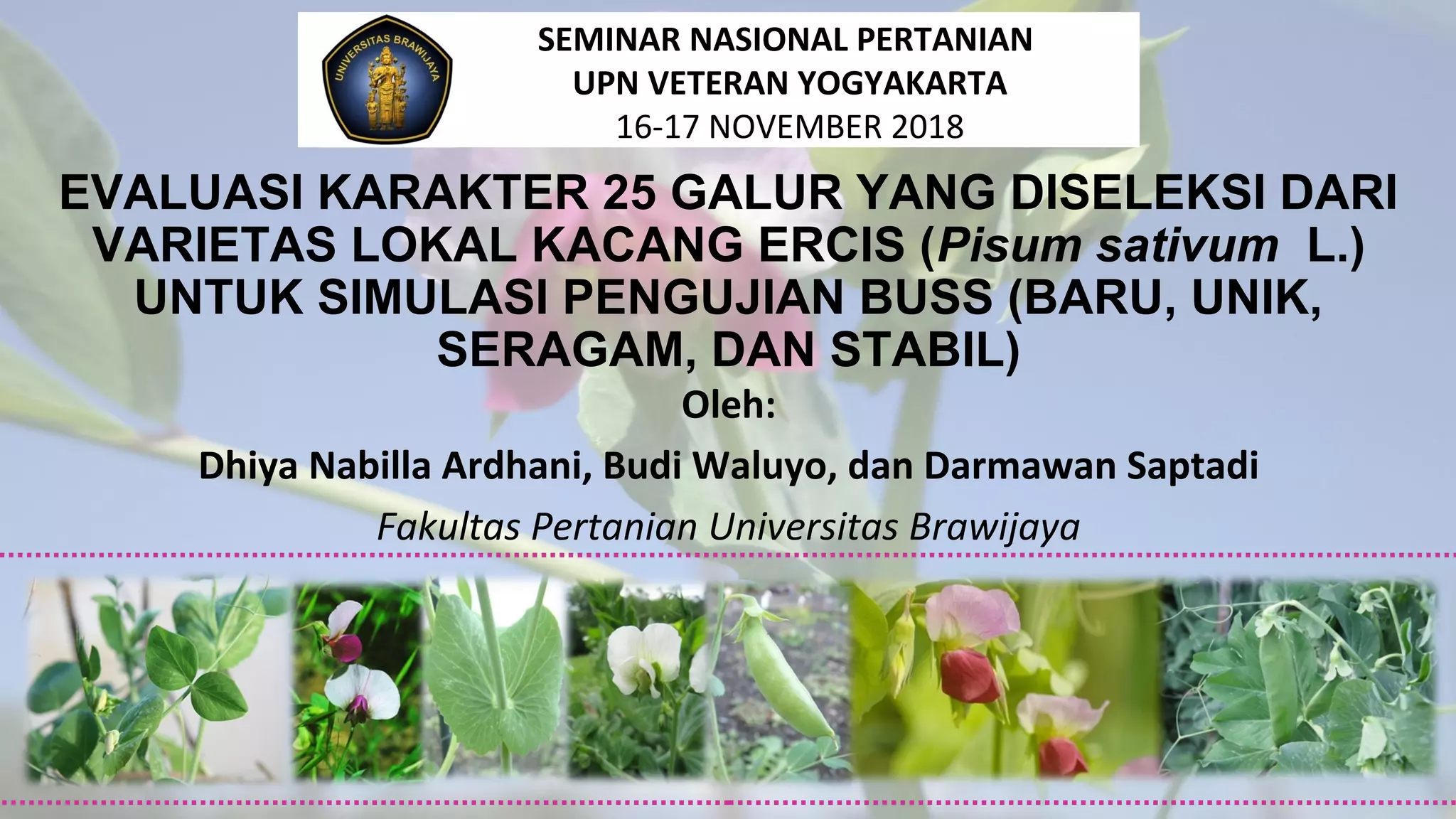 EVALUASI KARAKTER 25 GALUR YANG DISELEKSI DARI VARIETAS LOKAL KACANG ERCIS (Pisum sativum L ...