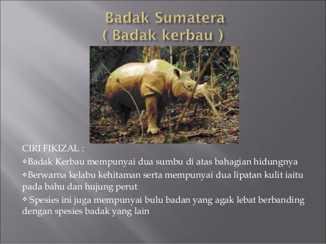 Memes Badak Sumatera