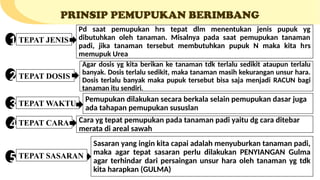 PEMUPUKAN BERIMBANG PADA TANAMAN PADI.pptx
