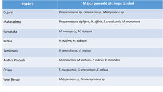 Penaeid shrimp fishery of india | PPTX