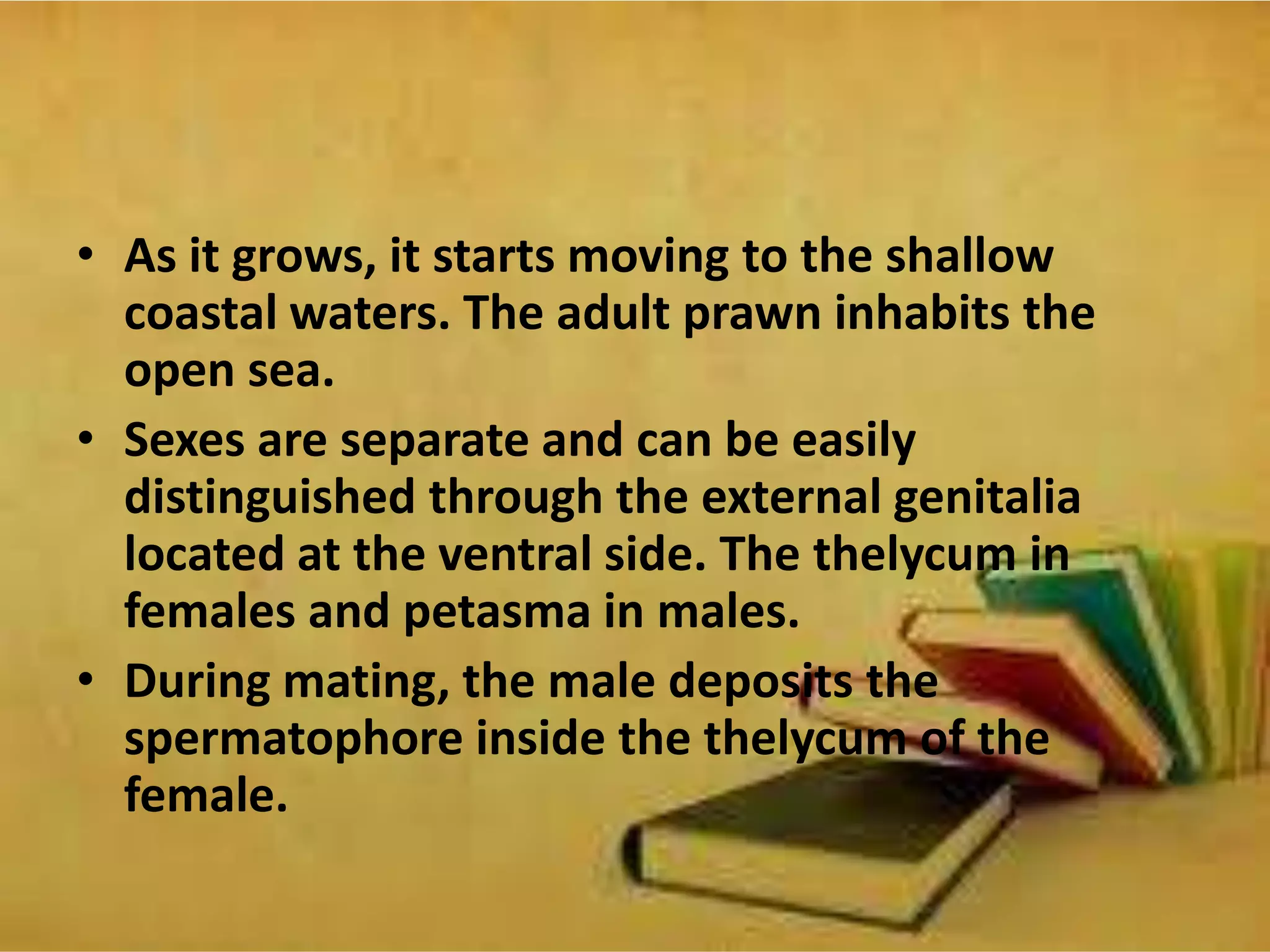 Hatchery Technology of Penaeus monodon | PPTX