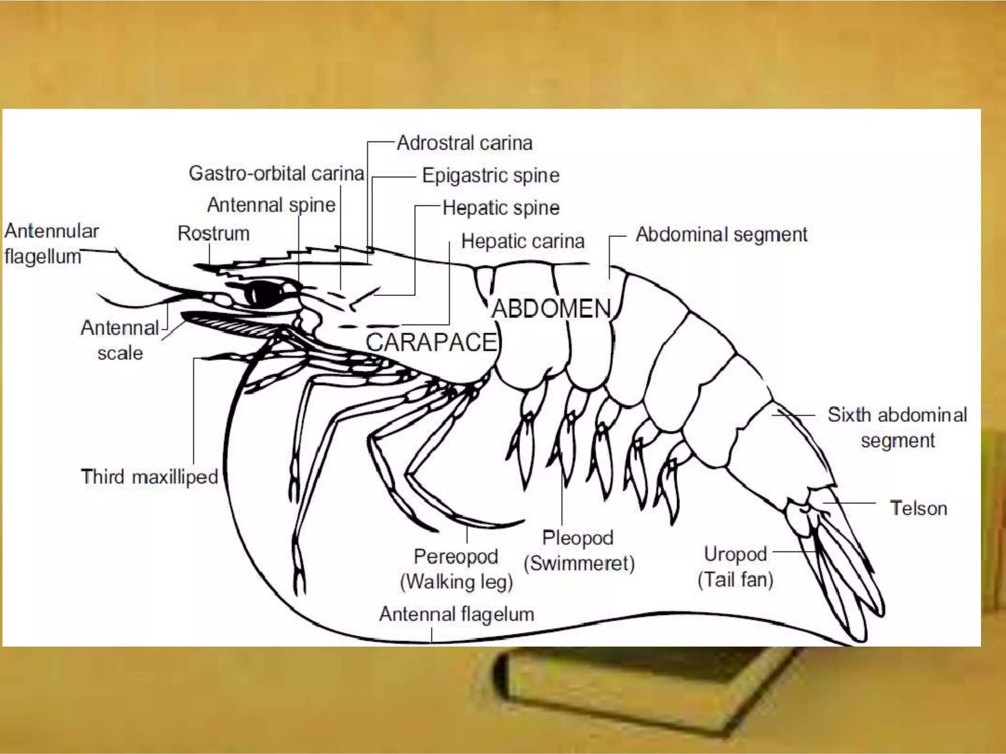 Hatchery Technology of Penaeus monodon | PPTX
