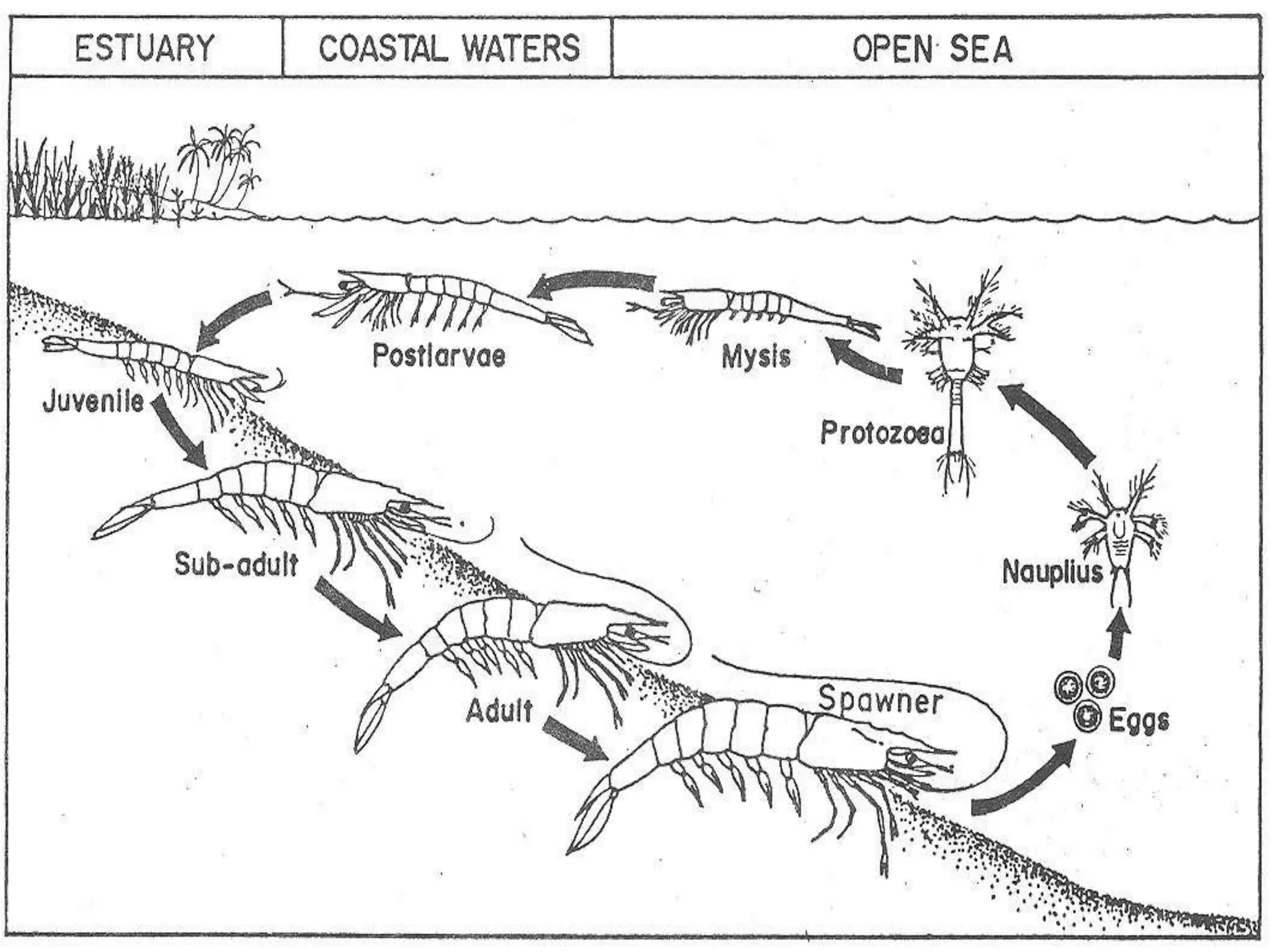Hatchery Technology of Penaeus monodon | PPTX