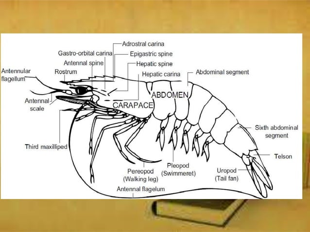 Hatchery Technology of Penaeus monodon