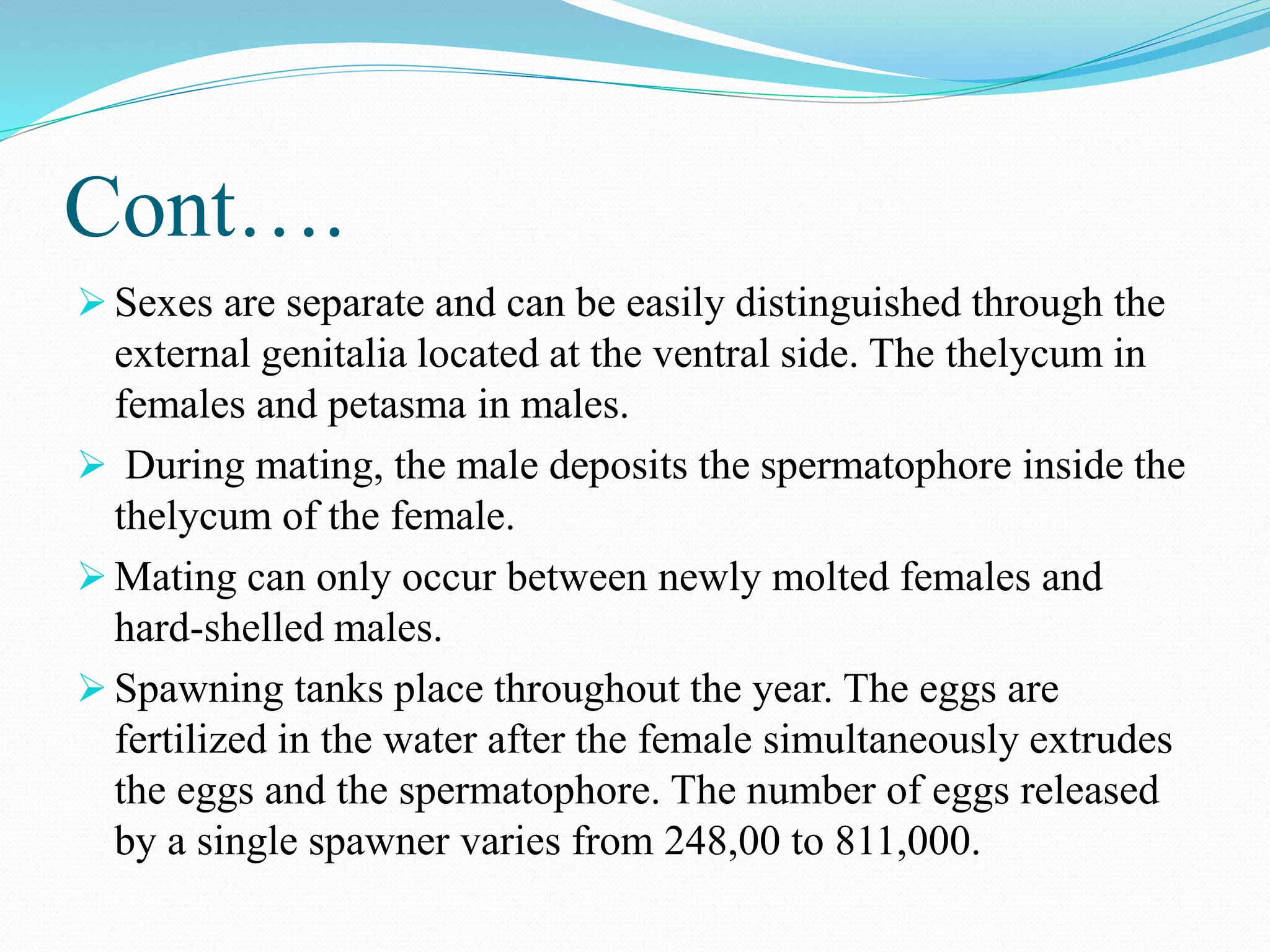 Penaeus monodon breeding and hatchery management | PPTX