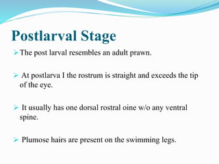 Penaeus monodon breeding and hatchery management | PPTX