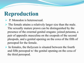 Penaeus monodon breeding and hatchery management | PPTX