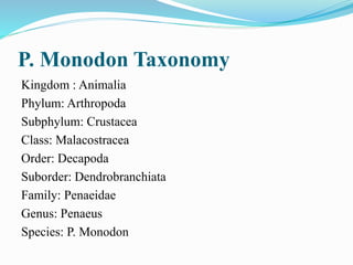 Penaeus monodon breeding and hatchery management | PPTX