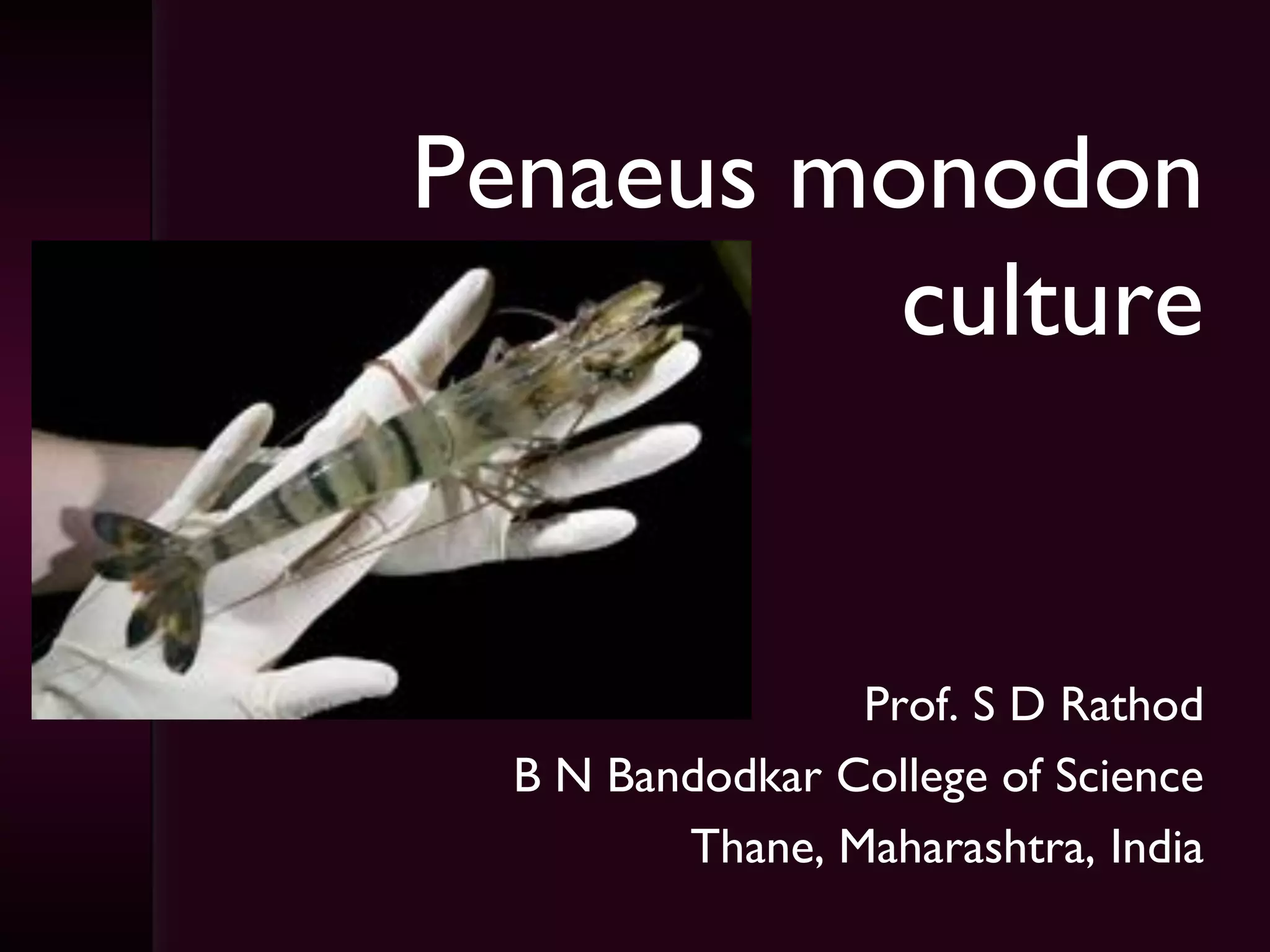 Fishery Science: Penaeus monodon culture sudeshrathod | PDF