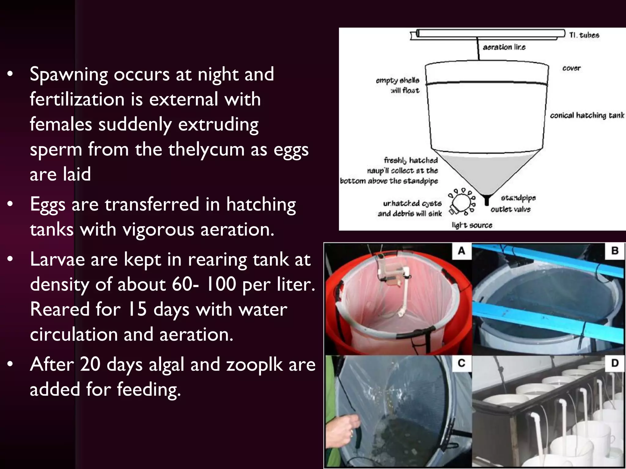 Fishery Science: Penaeus monodon culture sudeshrathod | PDF