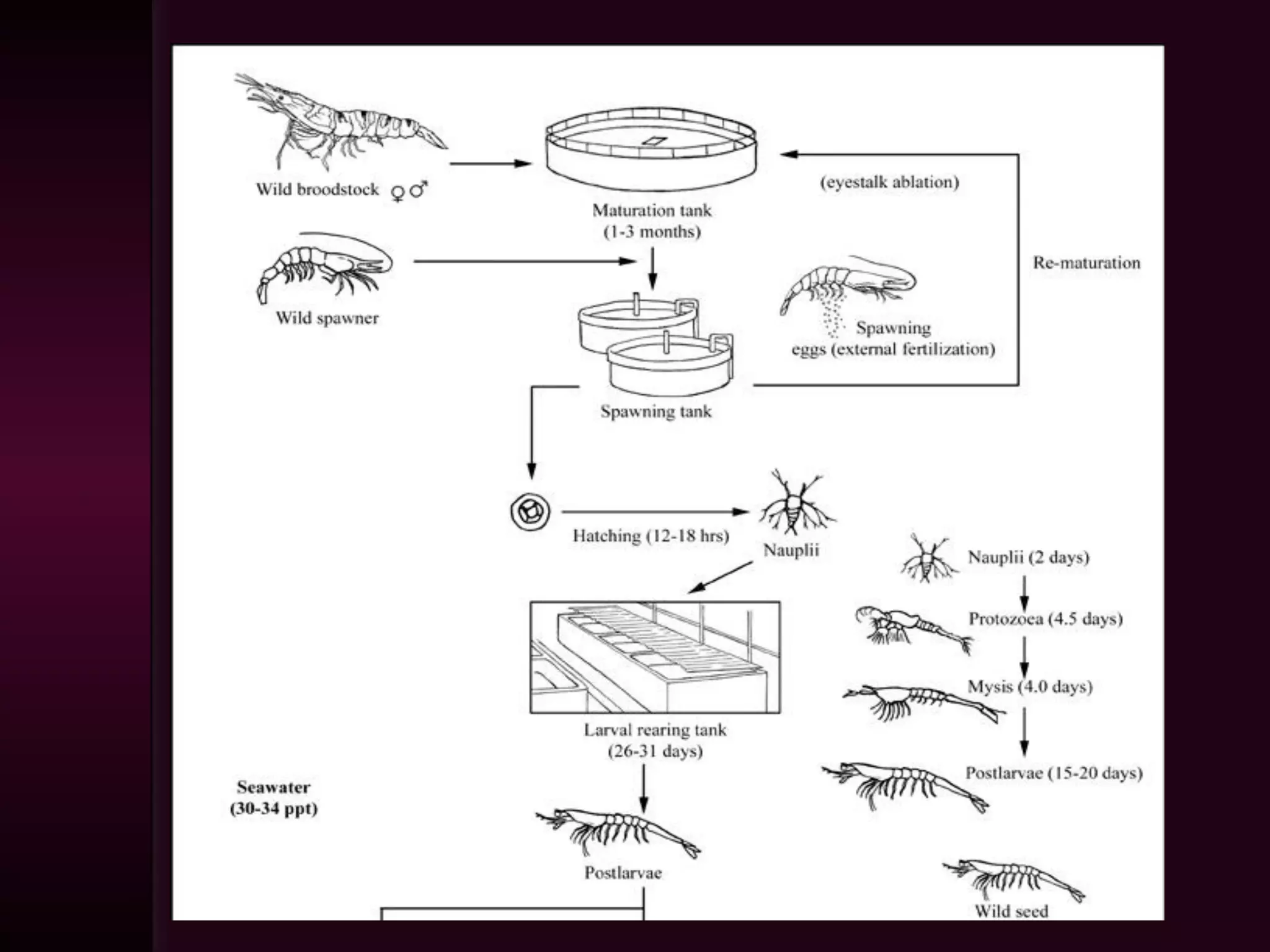 Fishery Science: Penaeus monodon culture sudeshrathod | PDF
