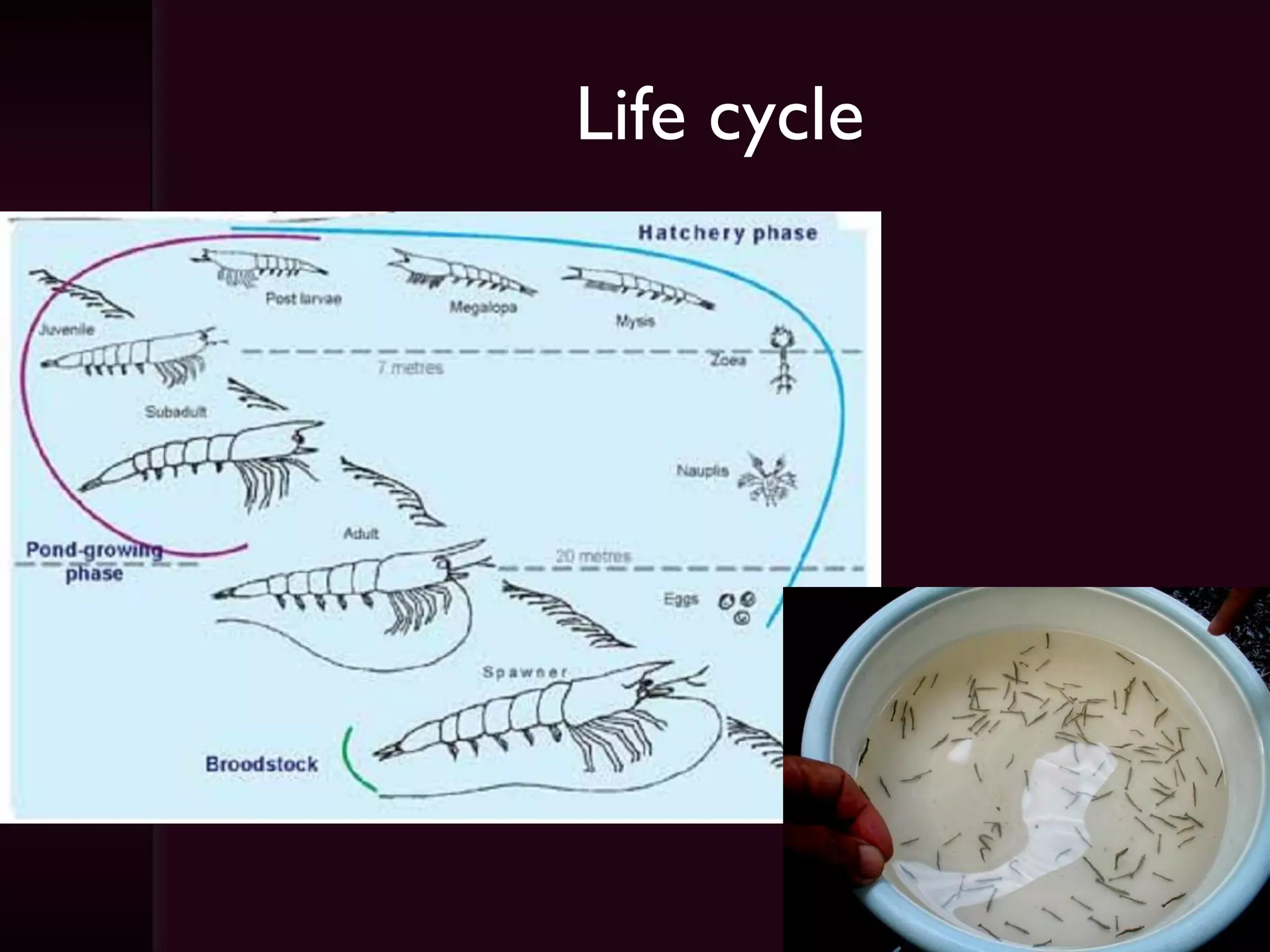 Fishery Science: Penaeus monodon culture sudeshrathod | PDF