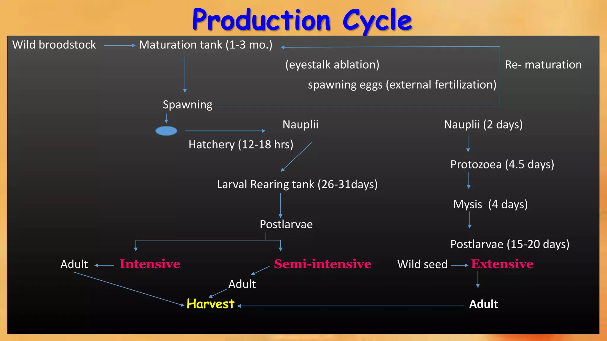 Penaeus monodon grow out culture | PPTX