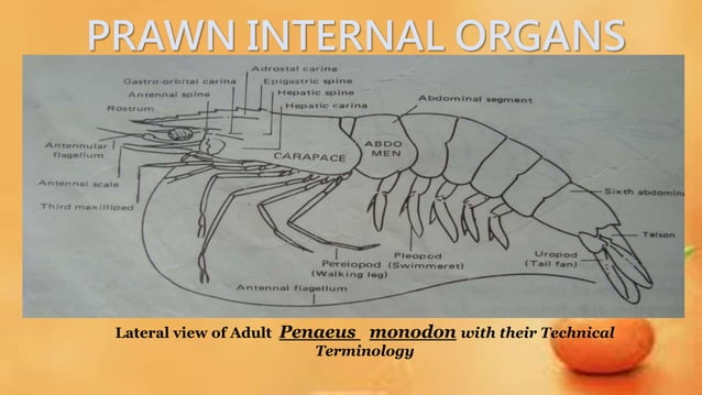 Penaeus monodon grow out culture | PPTX