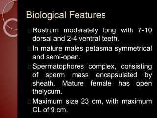 Penaeus vannamei grow-out culture | PPTX