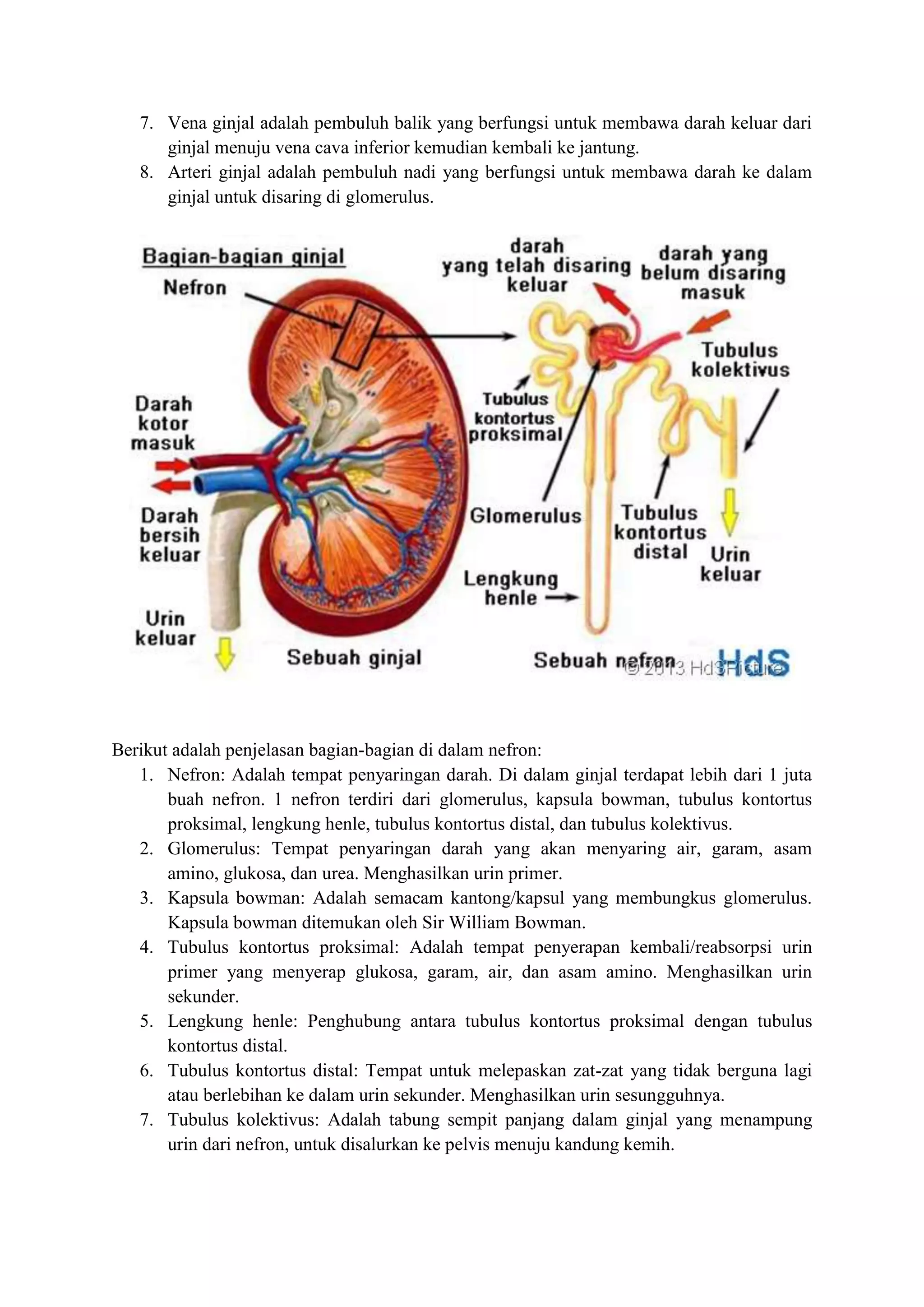 PENAMPANG GINJAL DAN KETERANGAN.docx
