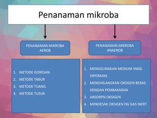 Penanaman dan isolasi mikroba, mikrobiologi | PPTX