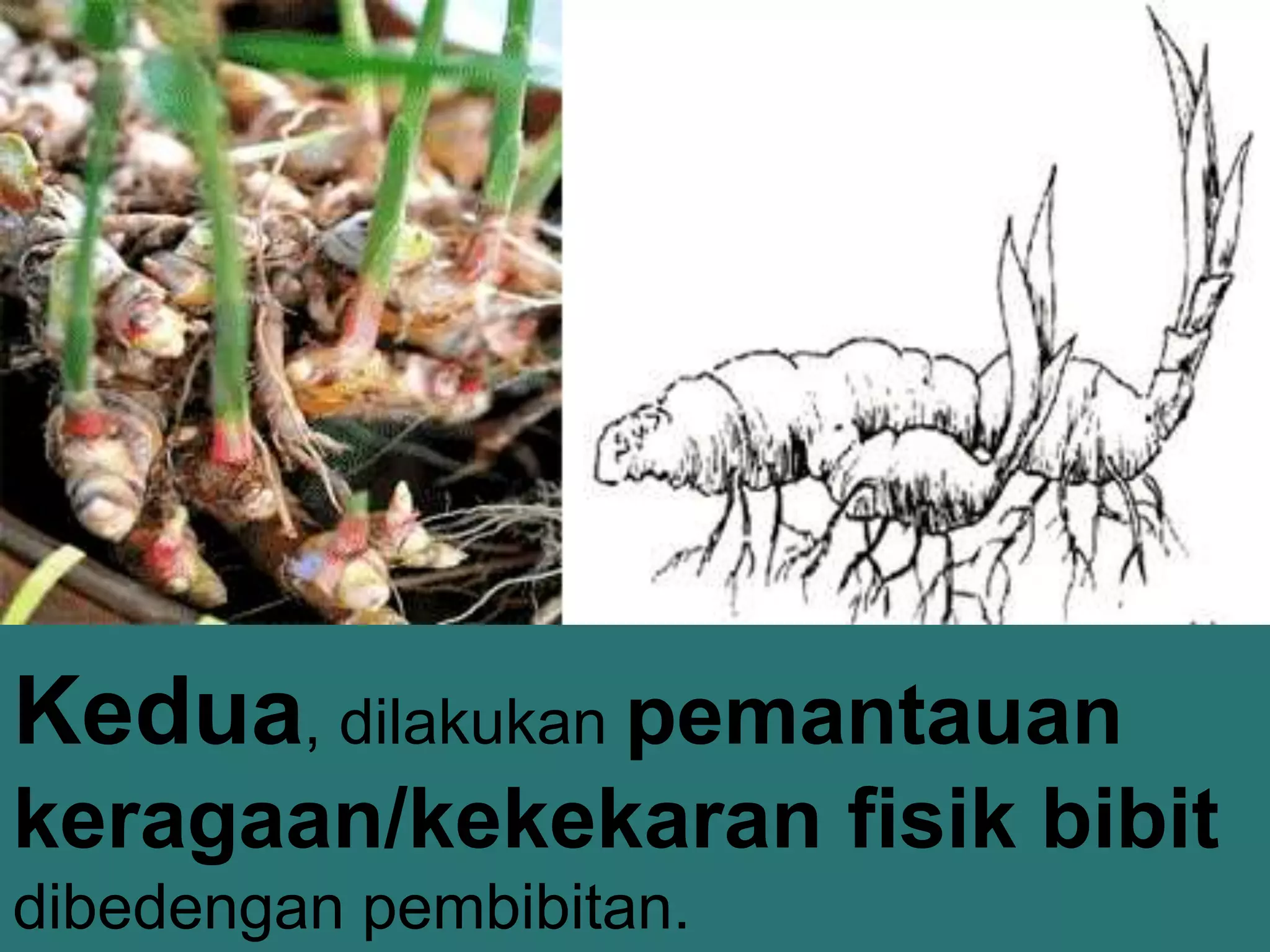 Penanaman tanaman herbal | PPTX