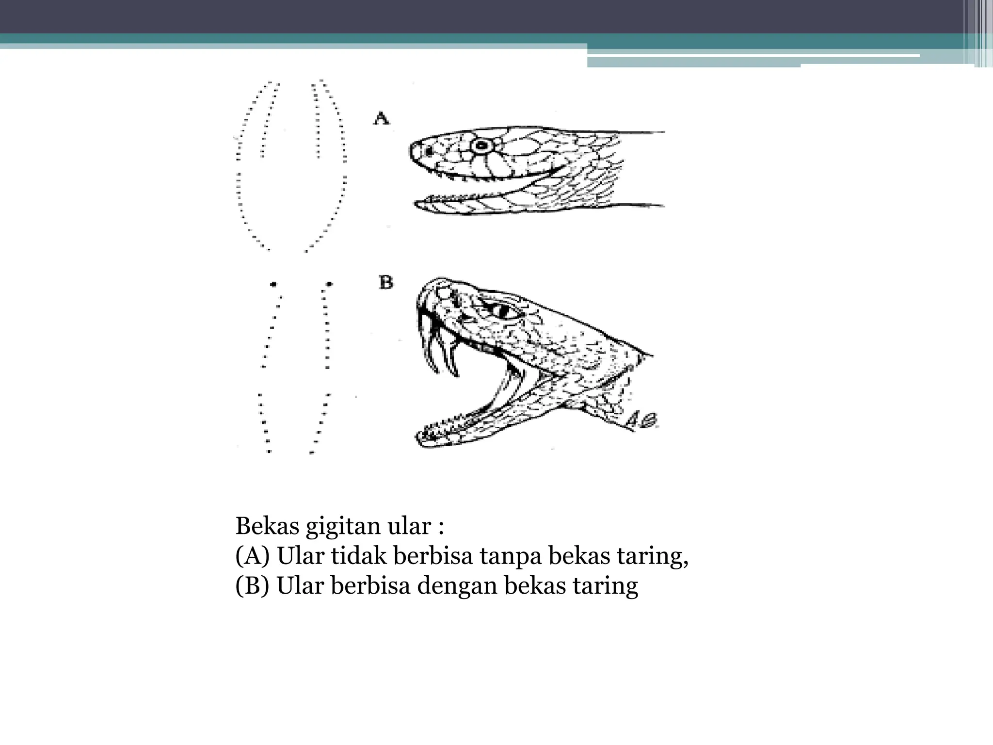Penanganan-gawat-darurat-pada-gigitan-ular.pptx