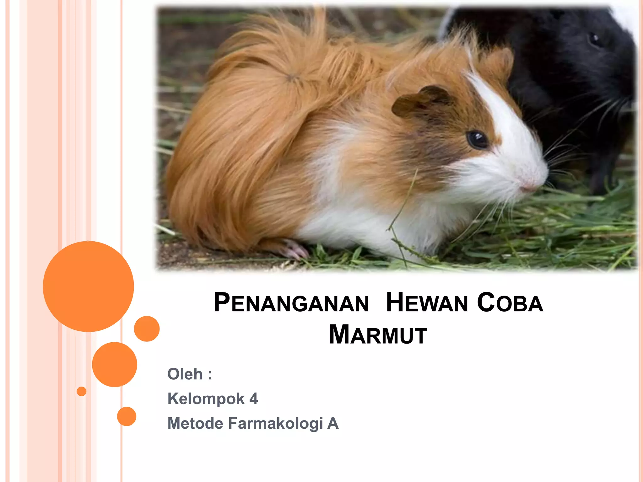 Penanganan hewan-coba-marmut-cavia-porcellus | PPTX