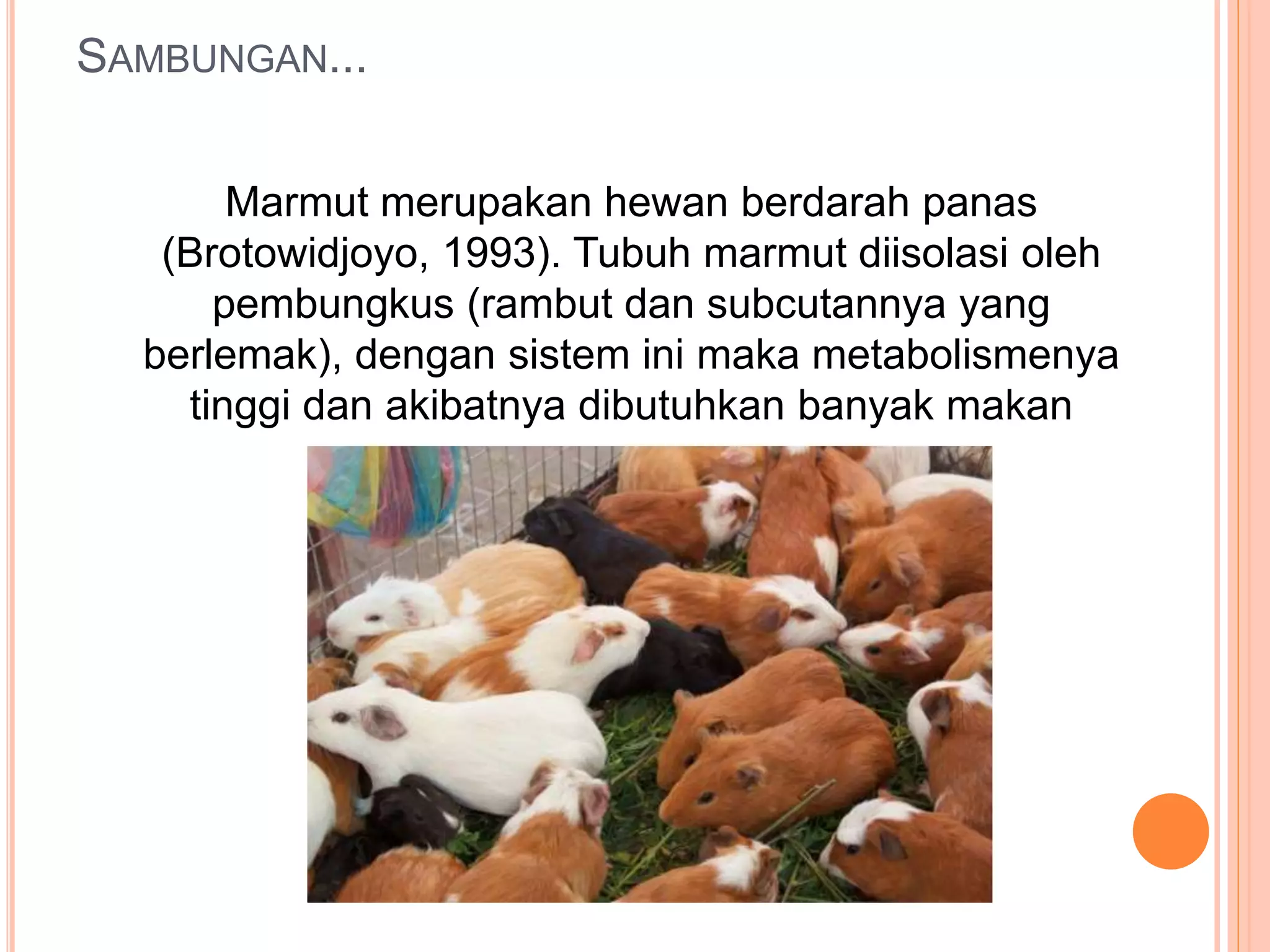 Penanganan hewan-coba-marmut-cavia-porcellus | PPTX