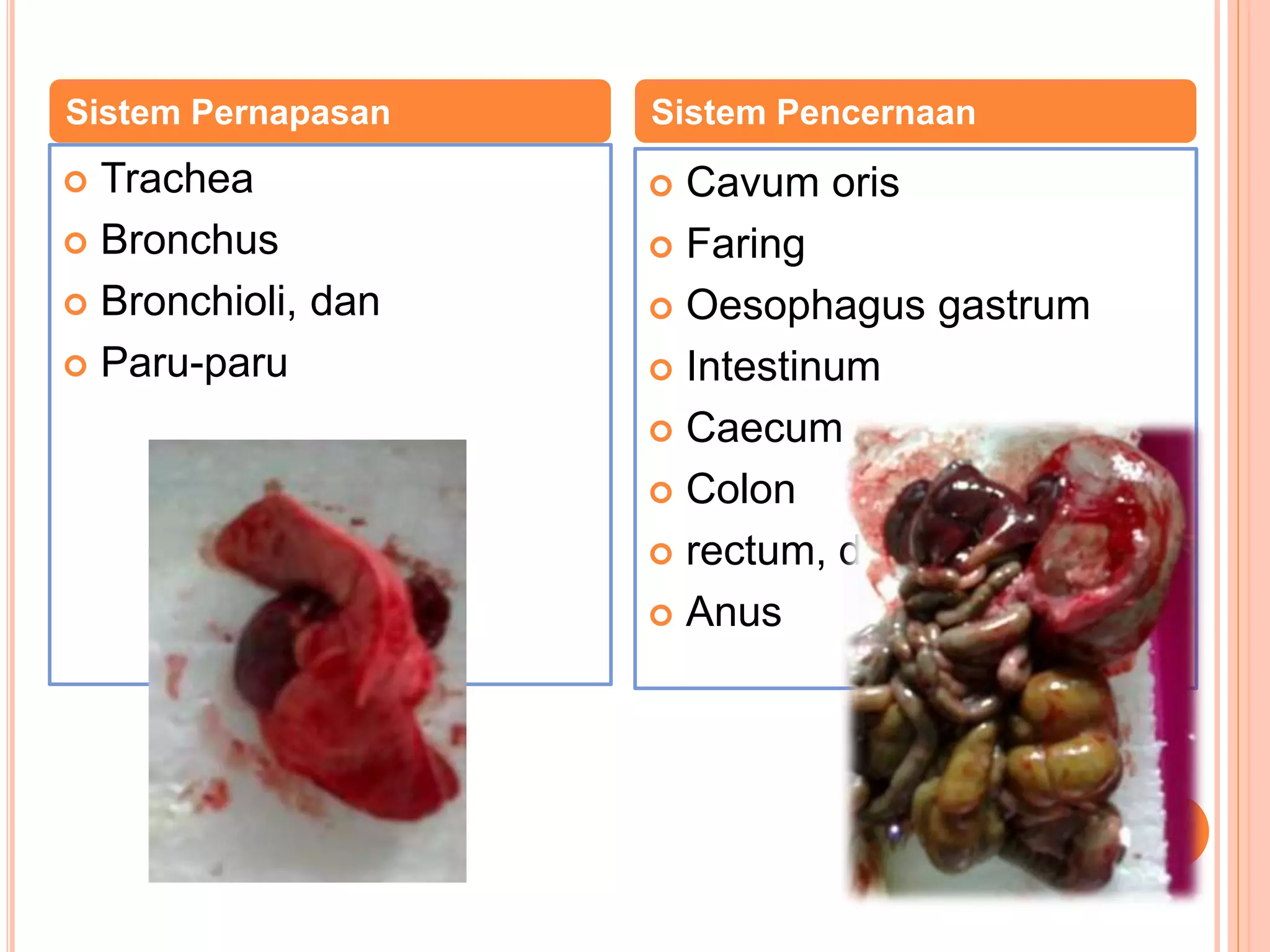 Penanganan hewan-coba-marmut-cavia-porcellus | PPTX