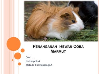 Penanganan hewan-coba-marmut-cavia-porcellus | PPTX