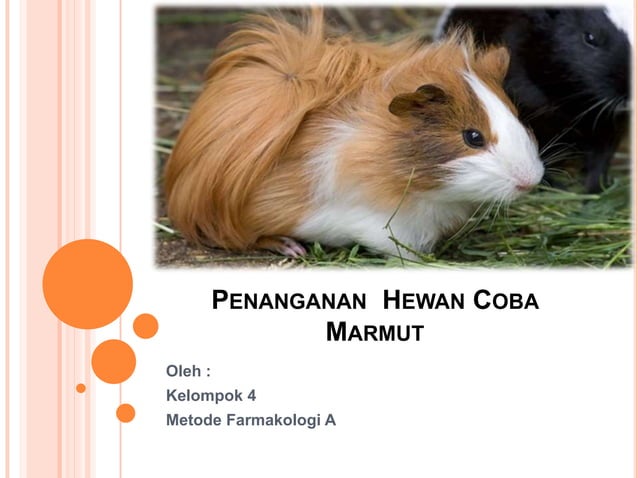 Penanganan hewan-coba-marmut-cavia-porcellus | PPTX