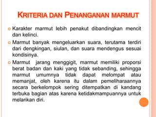 Penanganan hewan-coba-marmut-cavia-porcellus | PPTX