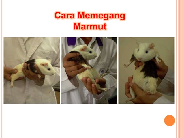 Penanganan hewan-coba-marmut-cavia-porcellus | PPTX