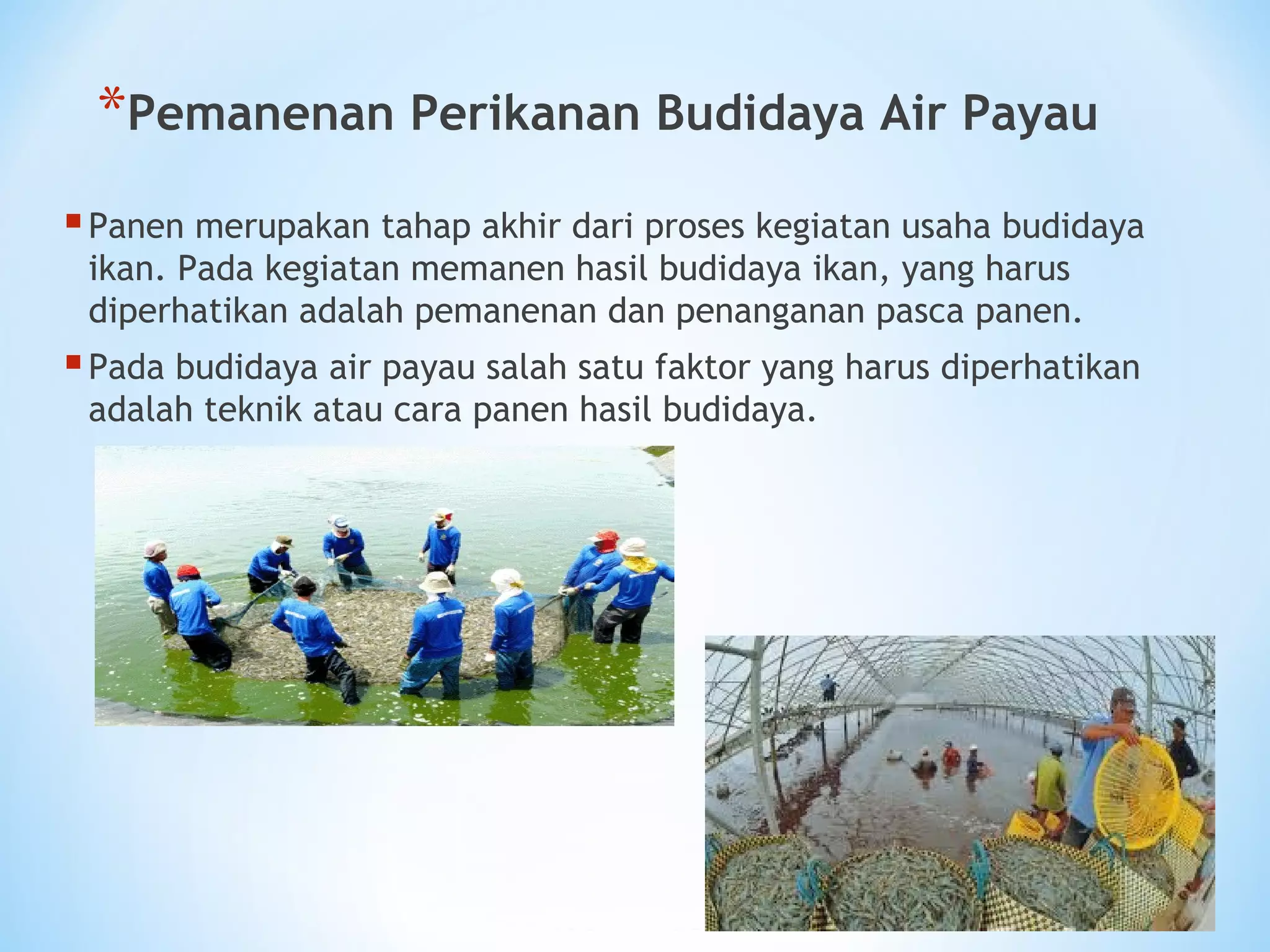 Penanganan panen dan pasca panen air payau | PPT