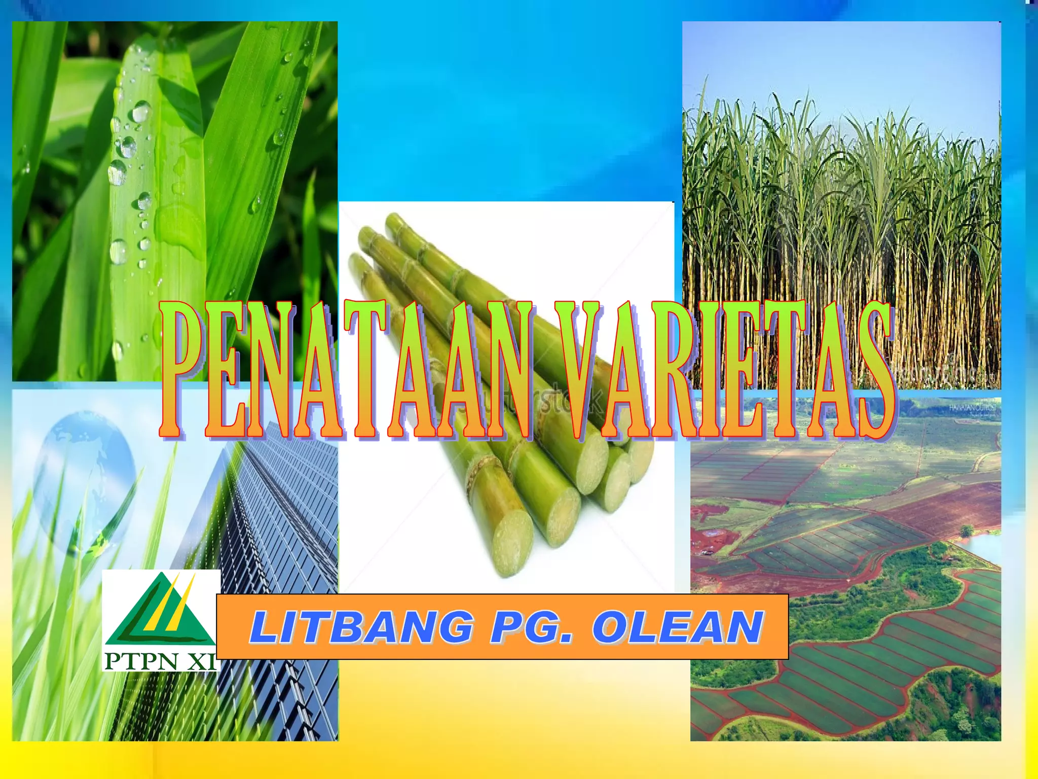 Penataan varietas | PPT