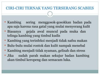 pencegahan dan penanganan penyakit scabies pada ternak kambing.pptx