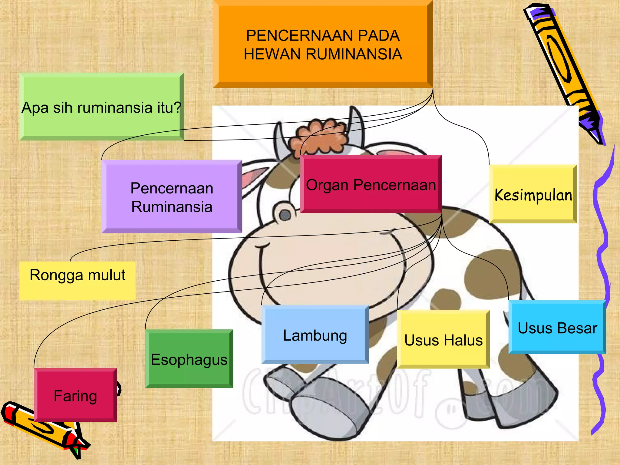 Pencernaan hewan-ruminansia | PPT