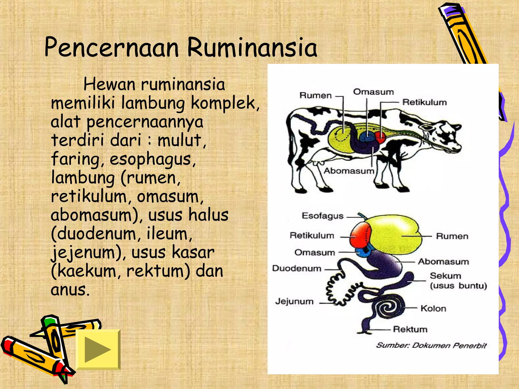 Pencernaan hewan-ruminansia | PPT