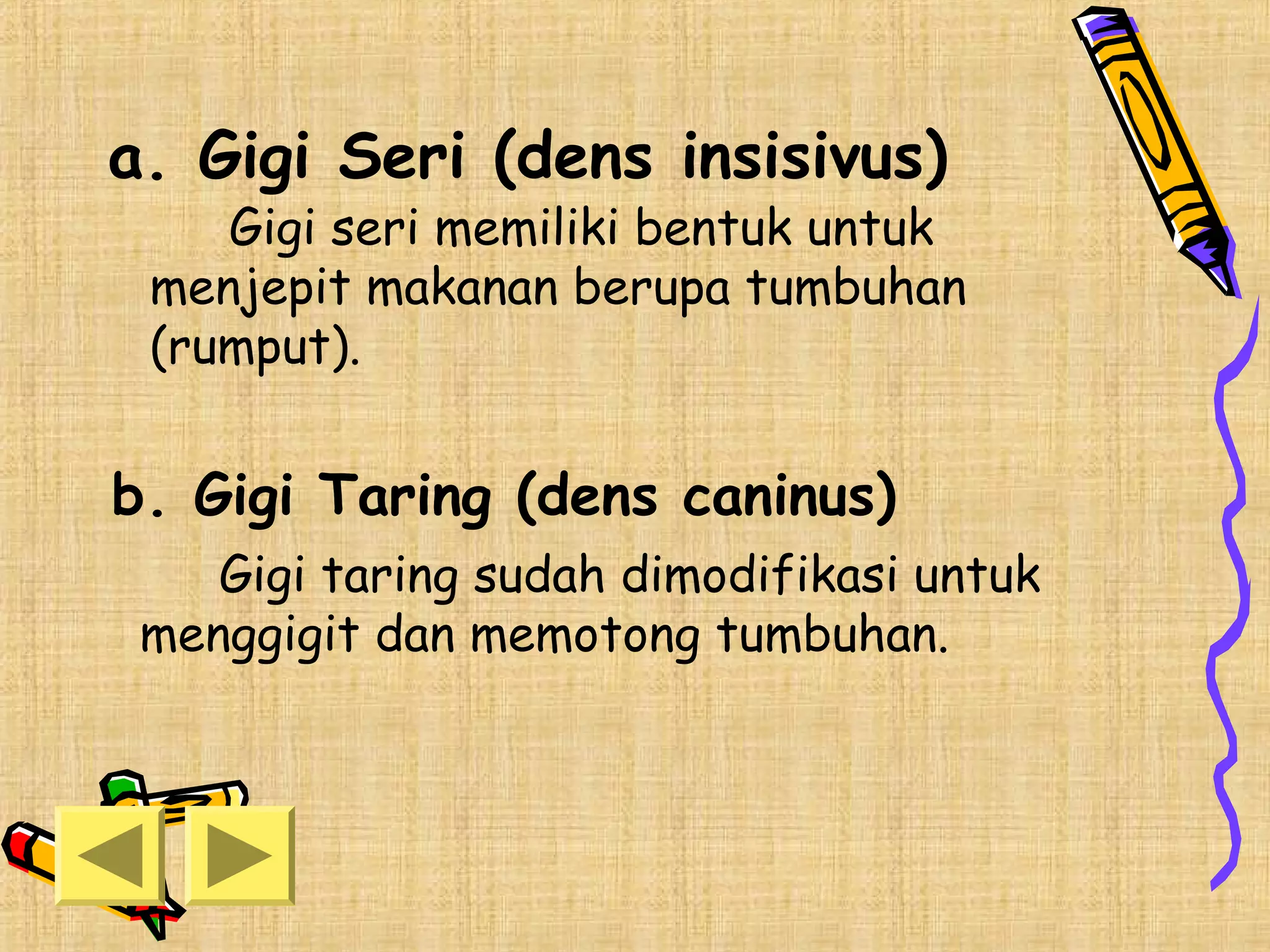 Pencernaan hewan-ruminansia | PPT