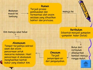 Pencernaan hewan-ruminansia | PPT