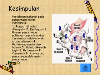 Pencernaan hewan-ruminansia | PPT