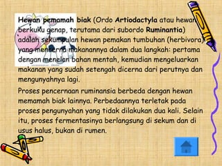 Pencernaan hewan-ruminansia | PPT