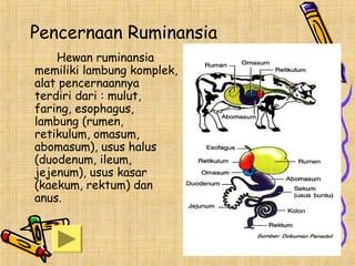 Pencernaan hewan-ruminansia | PPT