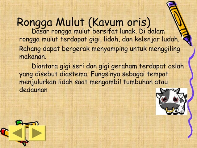 Pencernaan hewan-ruminansia | PPT