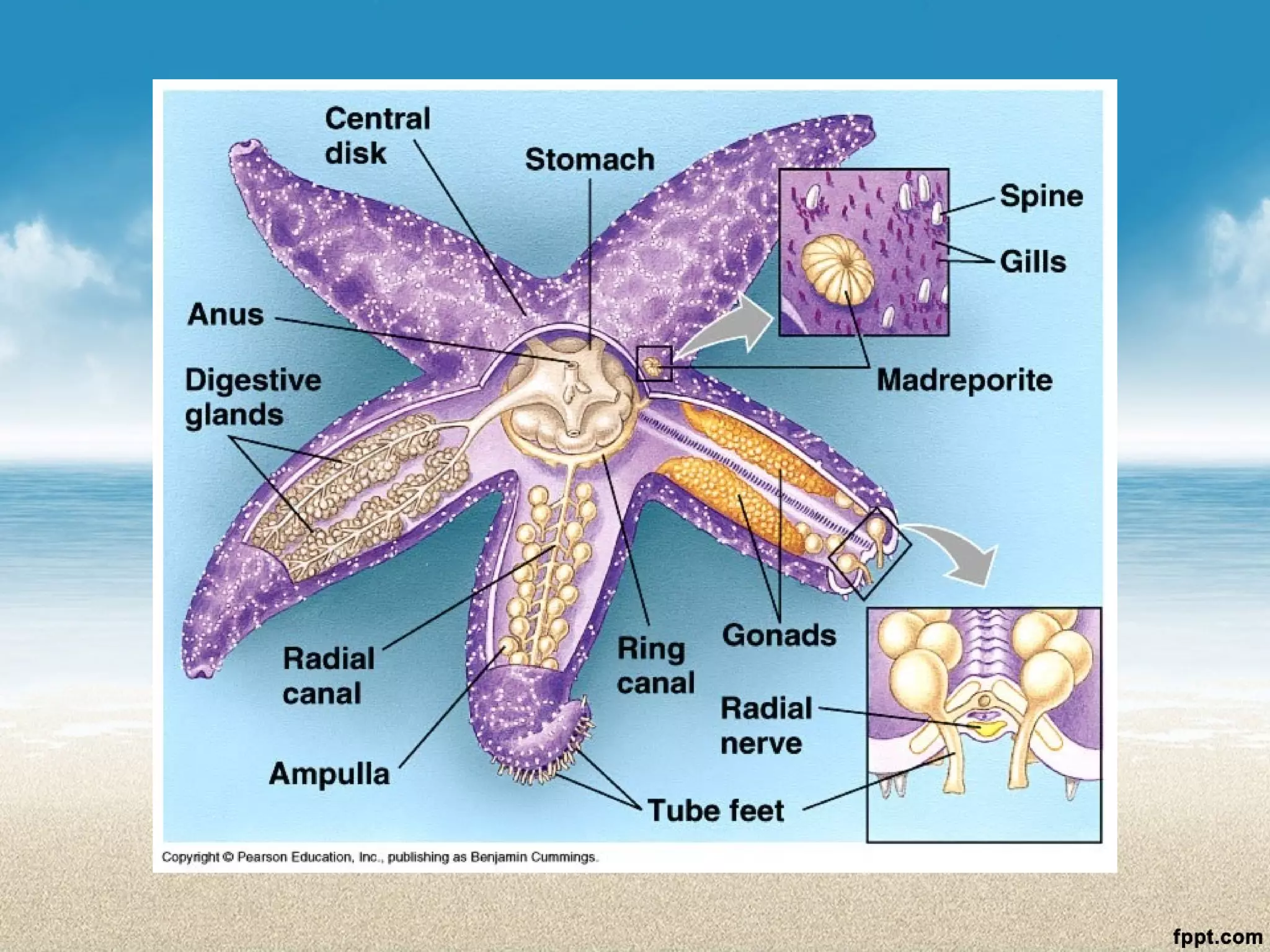 Pencernaan bintang laut (heri, angga m, naufan) | PPT