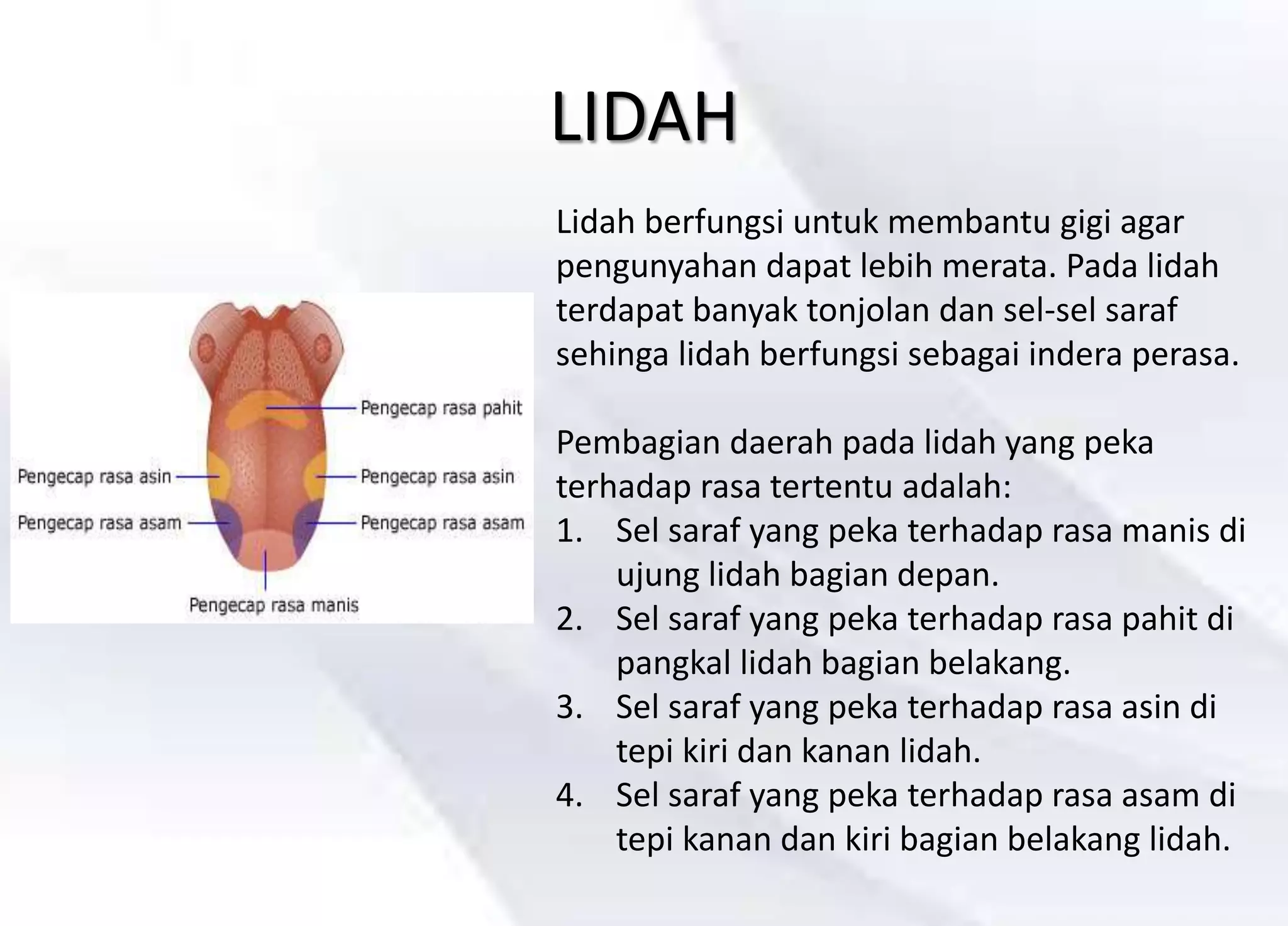 BIOLOGI: Pencernaan di rongga mulut | PPTX