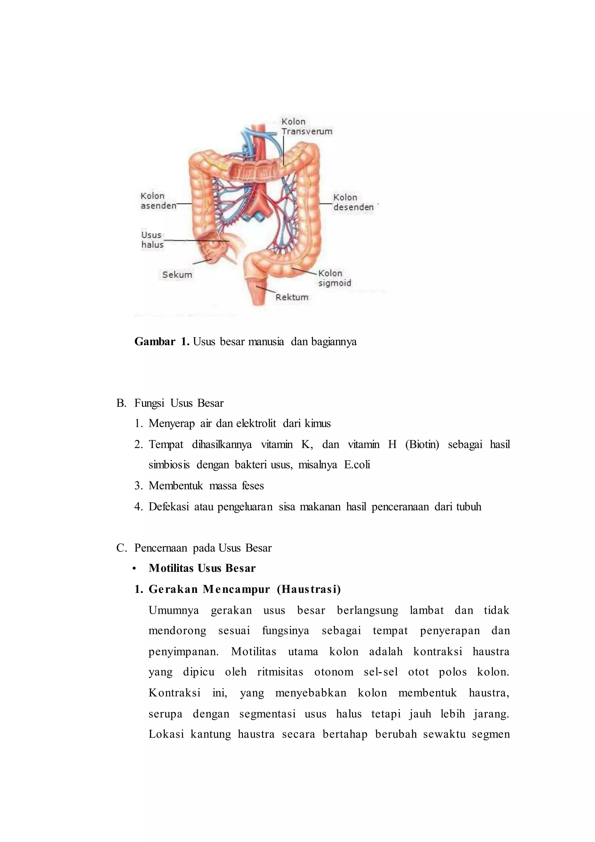 Pencernaan di usus besar | PDF